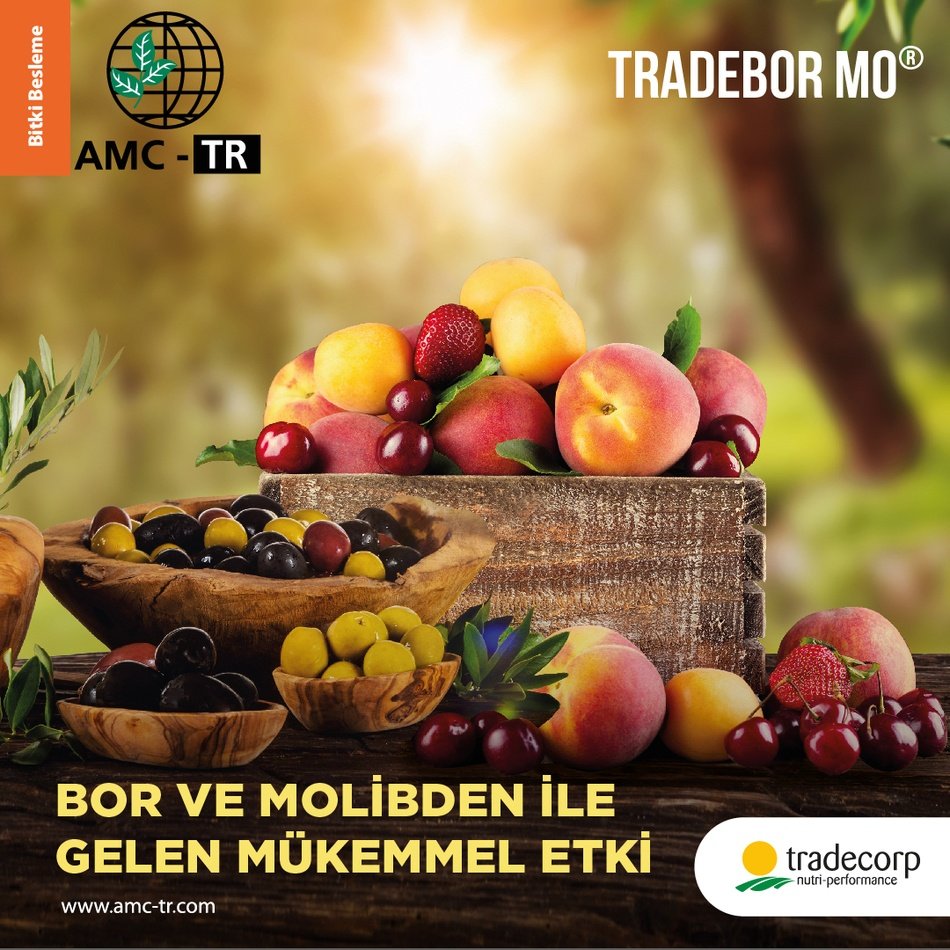 TRADEBOR Mo